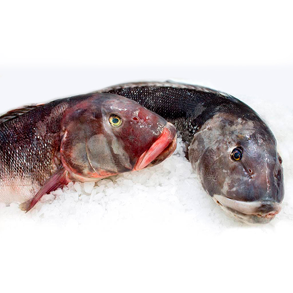 Salmon blanco 白鲑鱼 (Sujeto a Pesca del Día) / xkg – Casa China Oficial 中国屋